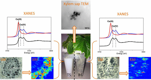 基于木质部和韧皮部的CeO2纳米颗粒在水培黄瓜植物中的转运。,Environmental Science & Technology - X-MOL