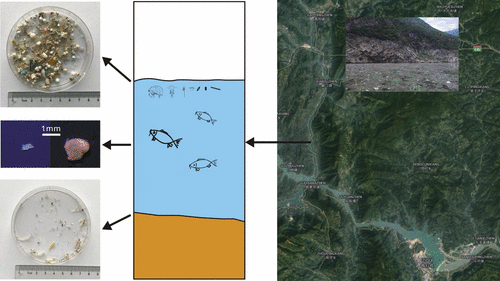 Occurrence and Characteristics of Microplastic Pollution in Xiangxi Bay ...