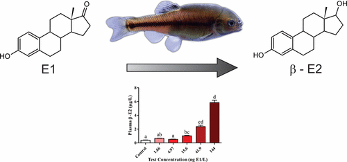 重新评估雌酮作为环境雌激素的重要性,Environmental Science & Technology - X-MOL