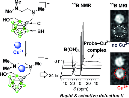 11B NMR/MRI Sensing of Copper(II) Ions In Vitro by the Decomposition of ...