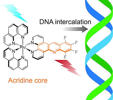 Design and Photophysical Studies of Acridine-Based RuIIComplexes for ...