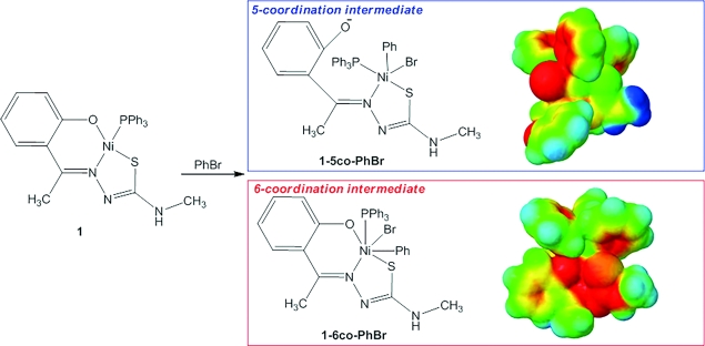 S,N-取代硫缩氨基脲的镍 (II)-PPh3 络合物 - 结构、DFT 研究和催化效率,European Journal of ...