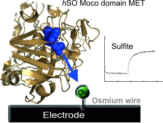 The Electrically Wired Molybdenum Domain of Human Sulfite Oxidase is ...