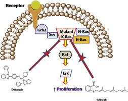 K-Ras and its inhibitors towards personalized cancer treatment ...