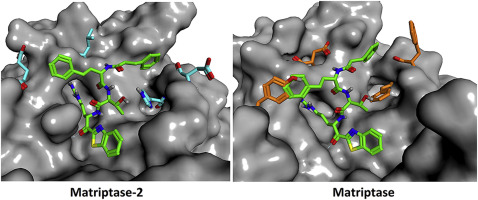 Modulating the selectivity of matriptase-2 inhibitors with unnatural ...