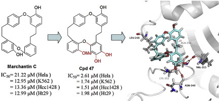 Design, synthesis, biological evaluation and molecular modeling study of novel macrocyclic ...