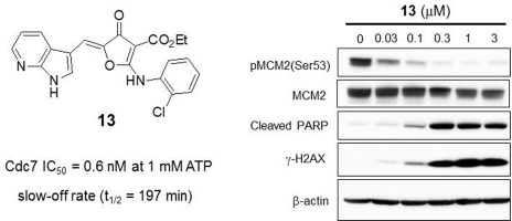Discovery of novel furanone derivatives as potent Cdc7 kinase ...