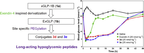 Design, synthesis and biological evaluation of PEGylated Xenopus ...