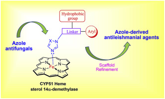 An overview of azoles targeting sterol 14α-demethylase for ...