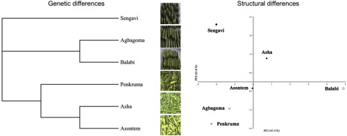 Pectin isolation and characterization from six okra genotypes,Food ...