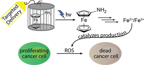 Induction of Cytotoxicity through Photorelease of Aminoferrocene ...