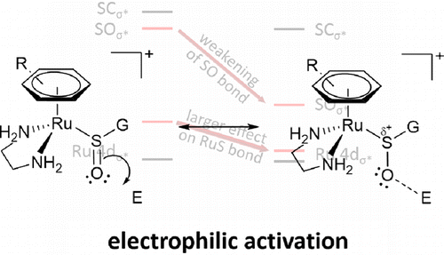 Electrophilic Activation of Oxidized Sulfur Ligands and Implications ...
