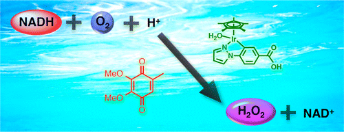 Catalytic Formation of Hydrogen Peroxide from Coenzyme NADH and ...