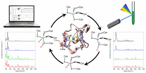 实验和DFT研究揭示了外部配位球对镍取代的Rubredoxin（一种模型氢化酶）的振动光谱的影响。,Inorganic Chemistry ...