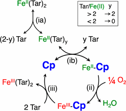 Molecular Aspects of a Robust Assay for Ferroxidase Function of ...