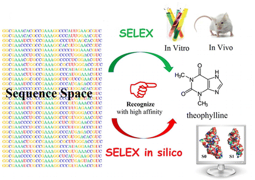 在Silico中使用SELEX在有效的适体中搜索序列空间,Journal of Chemical Theory and Computation ...