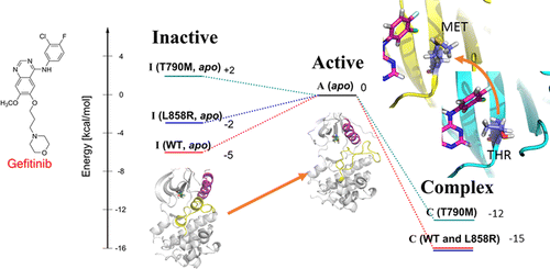 Molecular Dynamics Analysis of Binding of Kinase Inhibitors to WT EGFR ...