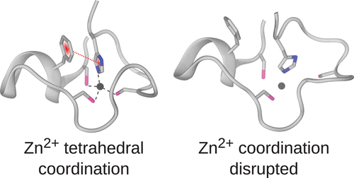 Rna结合蛋白tristetraprolin的串联锌指结构域疾病的结构基础 Journal Of Chemical Theory And