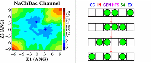 NaChBac通道中的钠结合位点和渗透机制：分子动力学研究。,Journal of Chemical Theory and ...