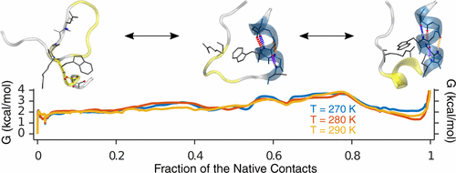 Thermodynamics of Protein Folding Studied by Umbrella Sampling along a ...