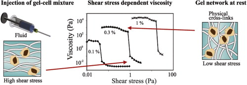 Nanofibrillar cellulose hydrogel promotes three-dimensional liver cell ...