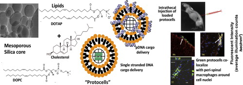 Mesoporous silica-supported lipid bilayers (protocells) for DNA cargo ...