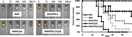 A novel emulsion-type adjuvant containing CpG oligodeoxynucleotides ...