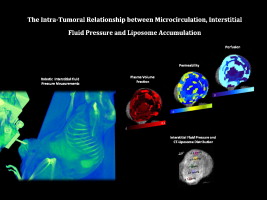 The intra-tumoral relationship between microcirculation, interstitial ...