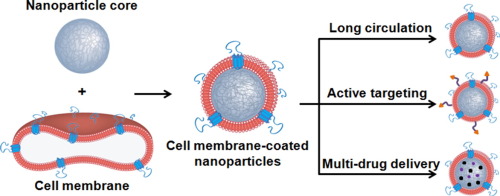 Cell membrane-camouflaged nanoparticles for drug delivery,Journal of Controlled Release - X-MOL