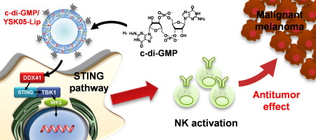 Liposomes loaded with a STING pathway ligand, cyclic di-GMP, enhance ...