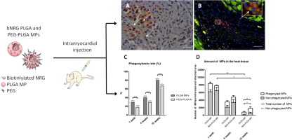 Tracking the in vivo release of bioactive NRG from PLGA and PEG–PLGA ...