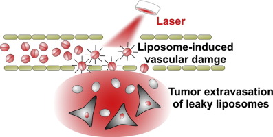 Porphyrin-phospholipid liposomes with tunable leakiness,Journal of ...