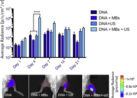 使用超声引导的微泡增强声穿孔技术进行体内基因传递的多参数评估,Journal of Controlled Release - X-MOL