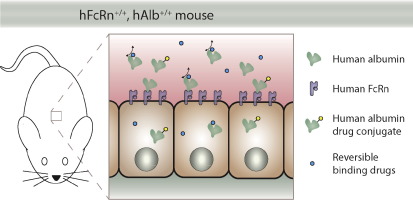 Generation of a double transgenic humanized neonatal Fc receptor (FcRn ...