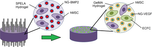 Spatiotemporal release of BMP-2 and VEGF enhances osteogenic and ...