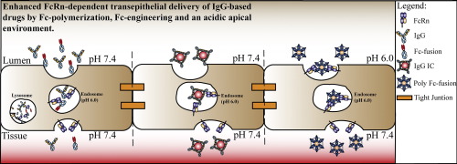 Enhanced FcRn-dependent transepithelial delivery of IgG by Fc ...