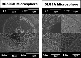Seeing is believing, PLGA microsphere degradation revealed in PLGA ...