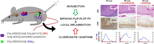 The effect of macrophage and angiogenesis inhibition on the drug ...