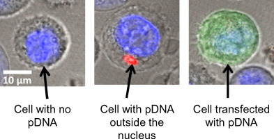 DNA uptake, intracellular trafficking and gene transfection after ...