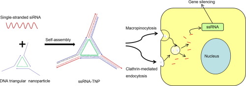Self-assembled triangular DNA nanoparticles are an efficient system for ...