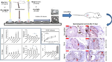 载有VEGF纳米颗粒的藻酸盐水凝胶中睾丸组织的移植可改善精原细胞的恢复,Journal of Controlled Release - X-MOL