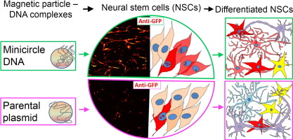 Part I: Minicircle vector technology limits DNA size restrictions on ex ...