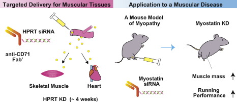 Development of antibody-siRNA conjugate targeted to cardiac and ...