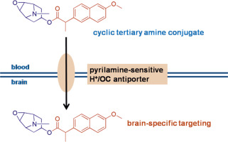 Pyrilamine-sensitive proton-coupled organic cation (H+/OC) antiporter ...