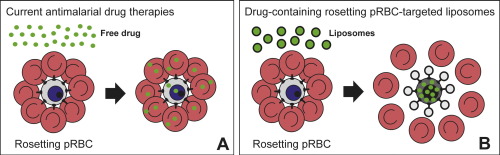 Development of drug-loaded immunoliposomes for the selective targeting ...