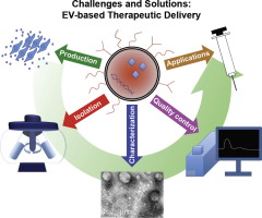好的东西装在小包装中：克服挑战以利用细胞外囊泡进行治疗性递送,Journal of Controlled Release - X-MOL