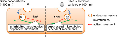 Intracellular trafficking of particles inside endosomal vesicles is ...