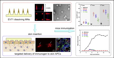 通过可快速溶解的微针进行的经皮免疫可预防肠道病毒71引起的手足口病,Journal of Controlled Release - X-MOL