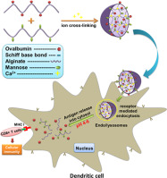 通过功能化藻酸盐纳米颗粒靶向抗原递送至树突状细胞用于癌症免疫治疗,Journal of Controlled Release - X-MOL