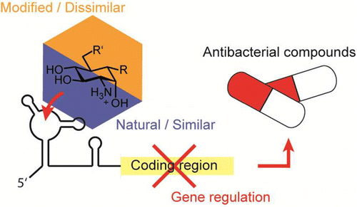 (Dis)similar Analogues of Riboswitch Metabolites as Antibacterial Lead ...
